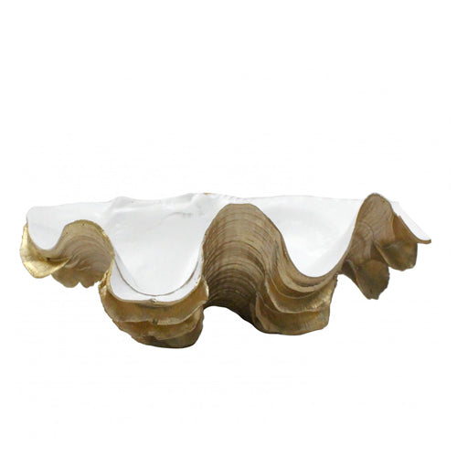 Clam Shell White/Gold – Northampton-nz